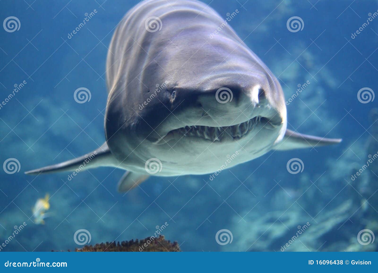 Haifisch stockfoto. Bild von furchtsam, frontseite, fische - 16096438