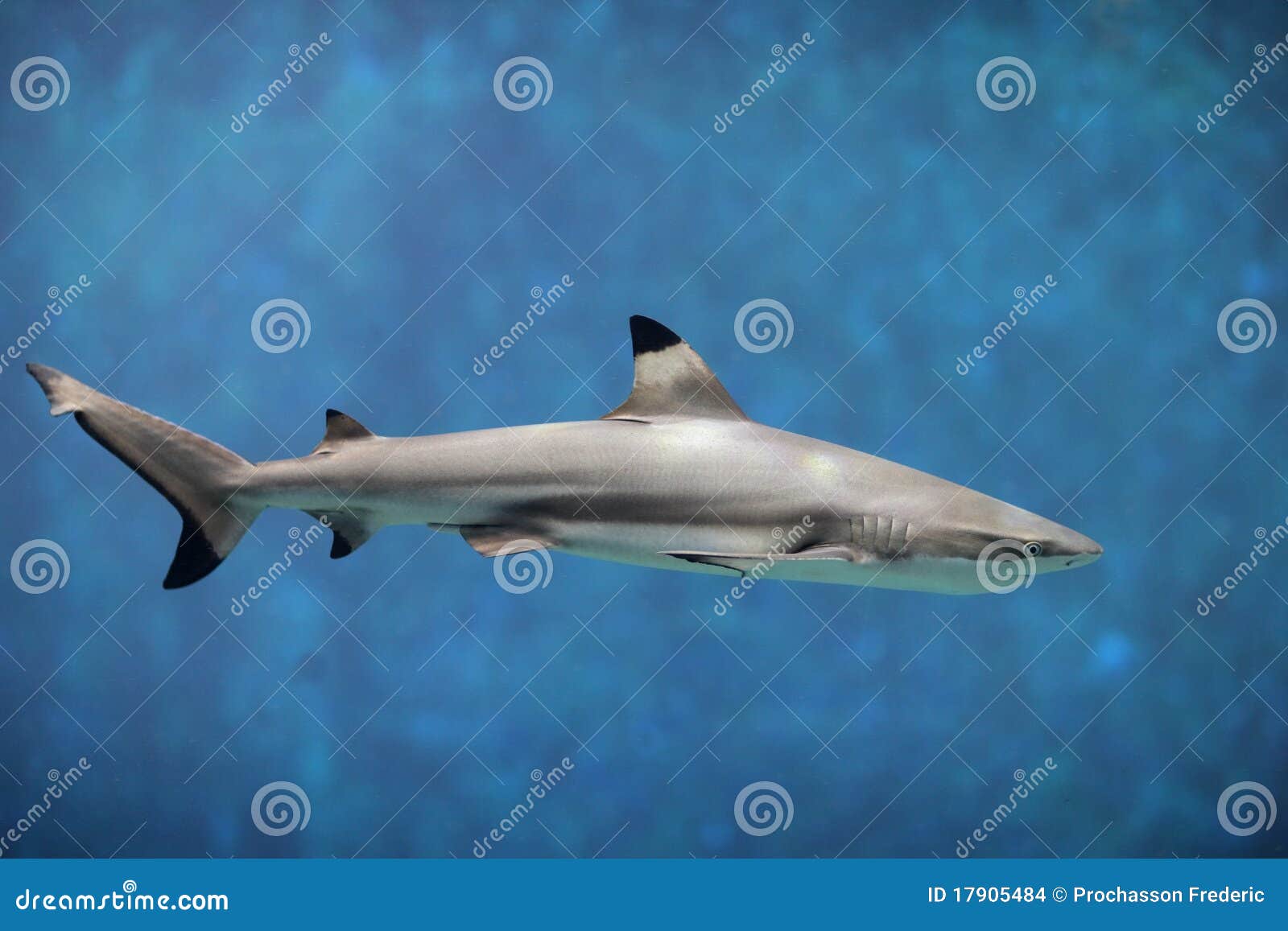Haifisch stockfoto. Bild von schwimmen, marinesoldat - 17905484