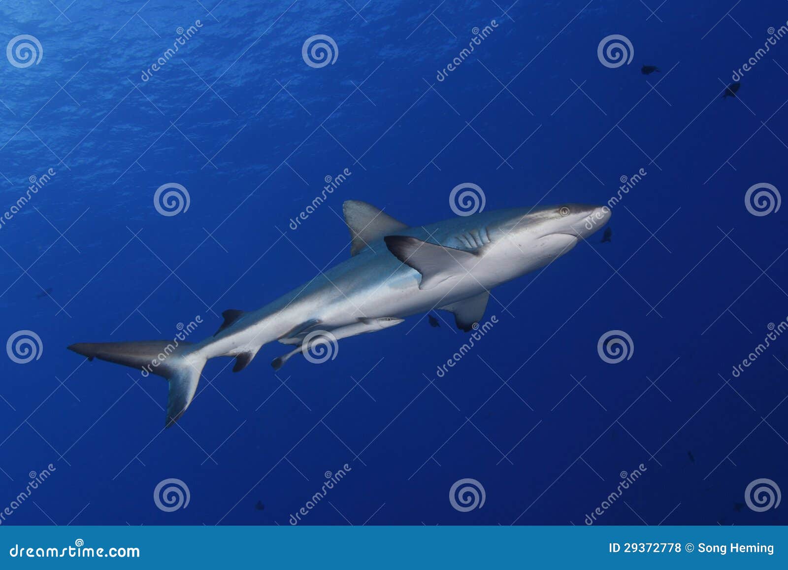 Haifisch Lizenzfreie Stockfotos - Bild: 29372778