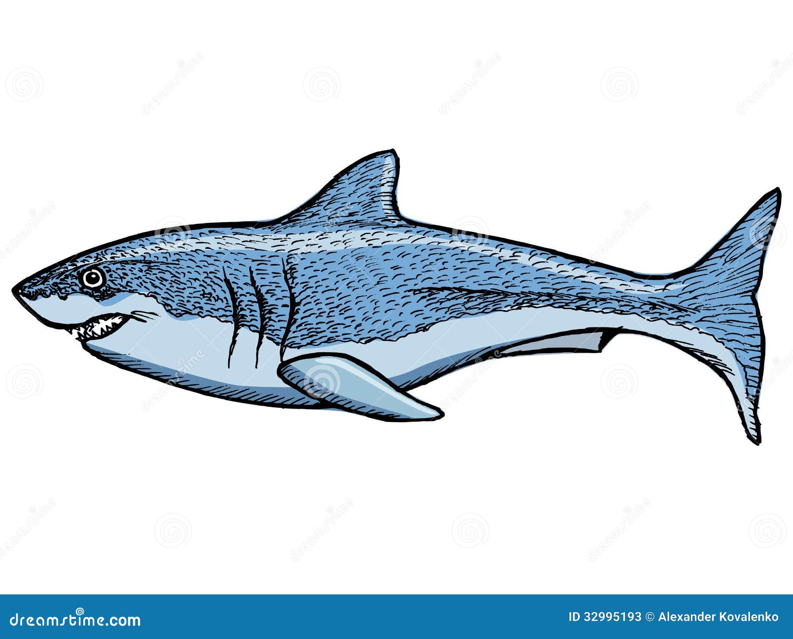 Haifisch vektor abbildung. Illustration von flossen, skizze - 32995193