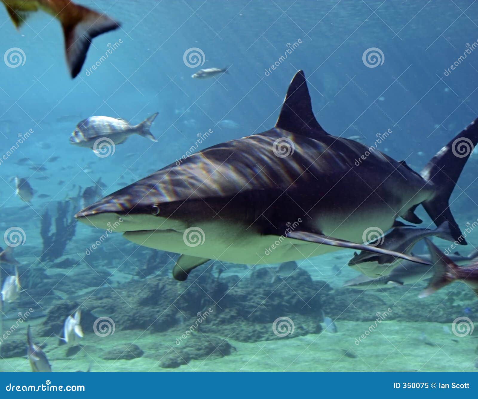 Haifisch stockbild. Bild von aquarium, koralle, schnorchel - 350075
