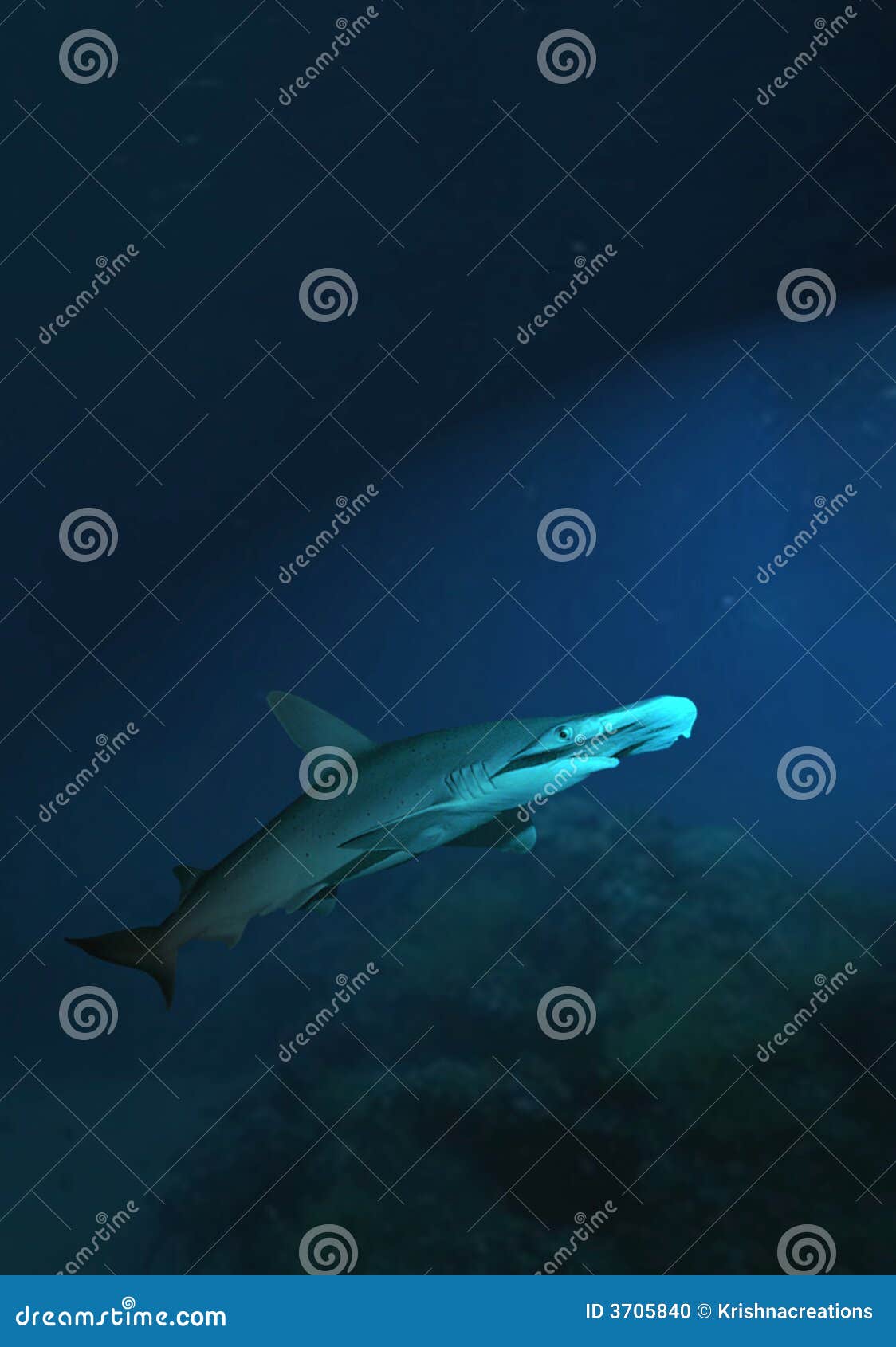 Haifisch stockfoto. Bild von riffe, schön, kiemen, diskus - 3705840