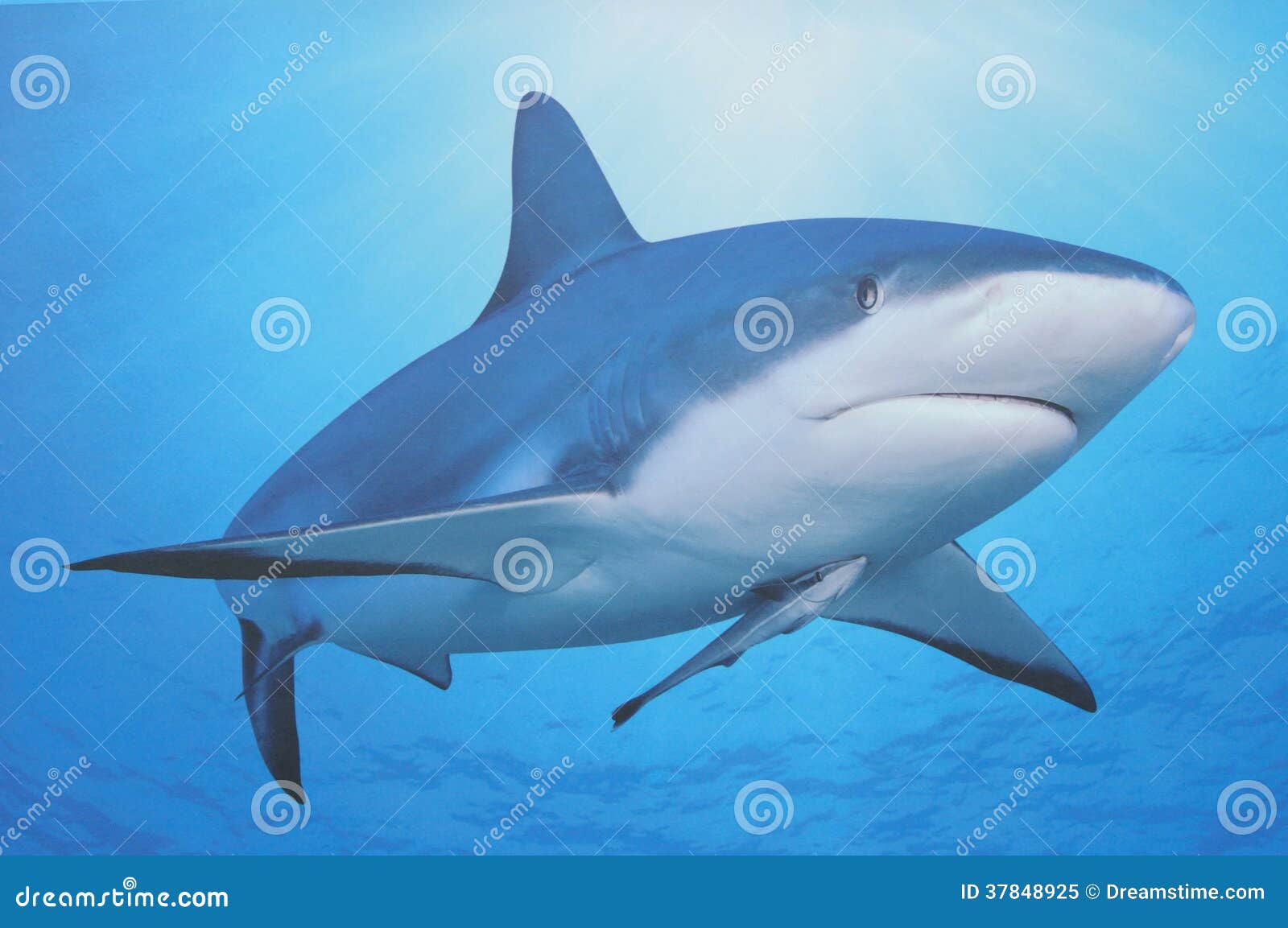 Haifisch stockbild. Bild von jäger, blau, tief, esser - 37848925