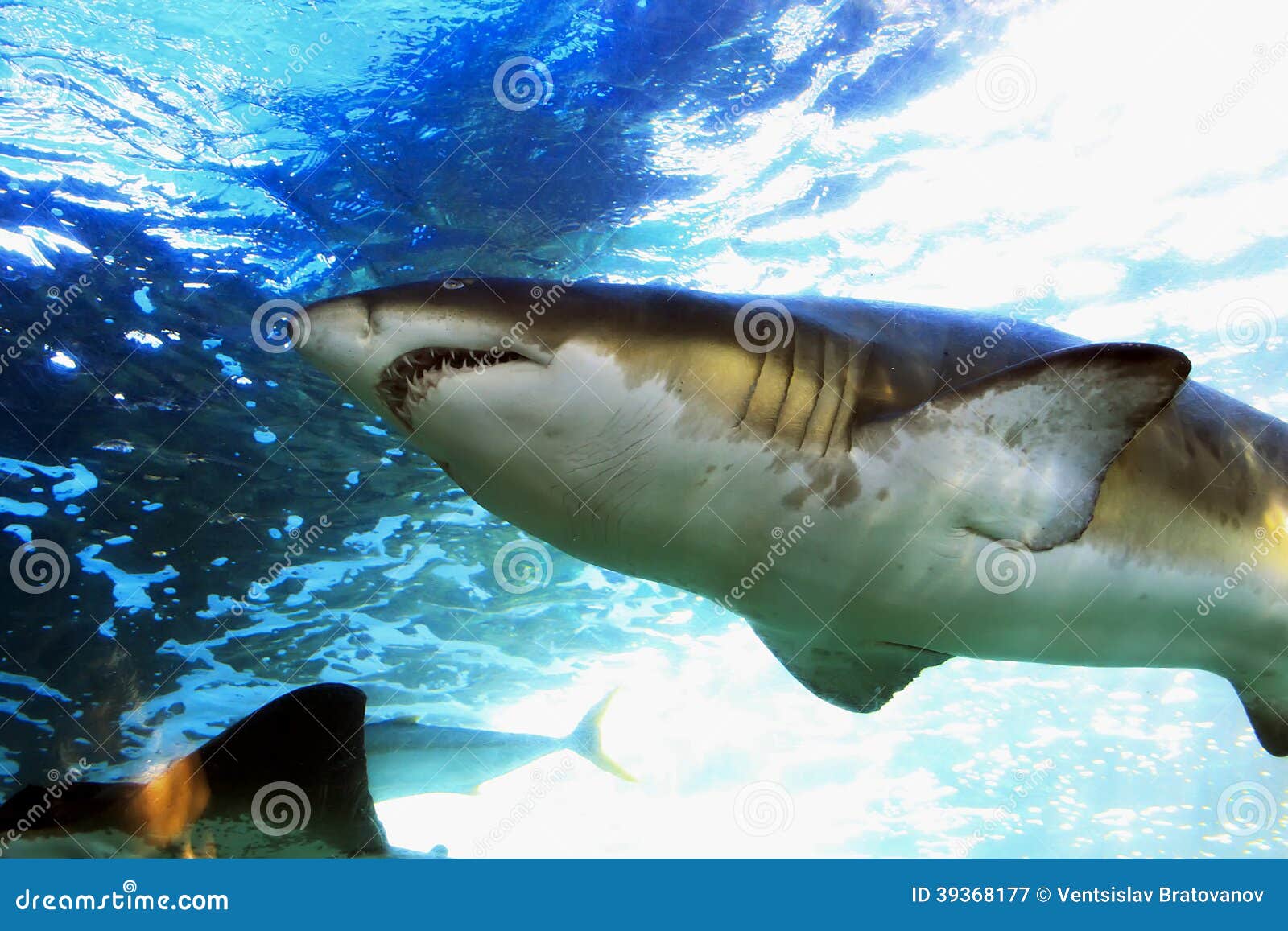 Haifisch stockbild. Bild von nave, fische, blau, jäger - 39368177