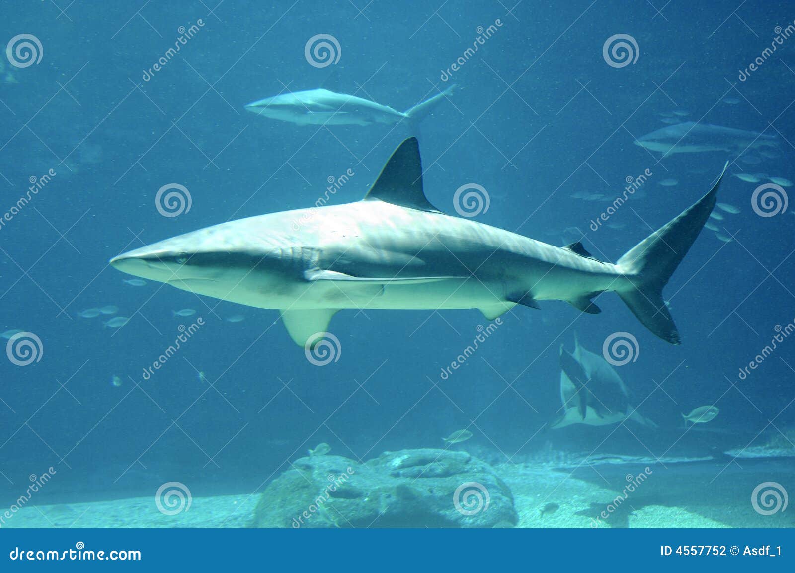 Haifisch stockfoto. Bild von tiere, riskant, meer, haifische - 4557752