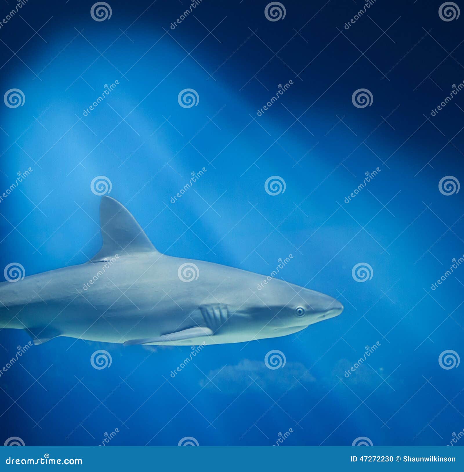 Haifisch stockfoto. Bild von zähne, eindrucksvoll, esser - 47272230