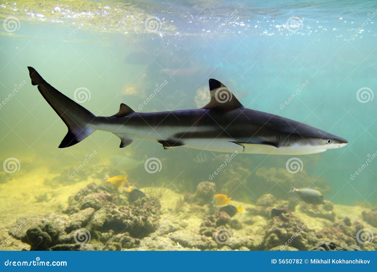Haifisch stockfoto. Bild von ozean, leben, fische, rückenwirbel - 5650782