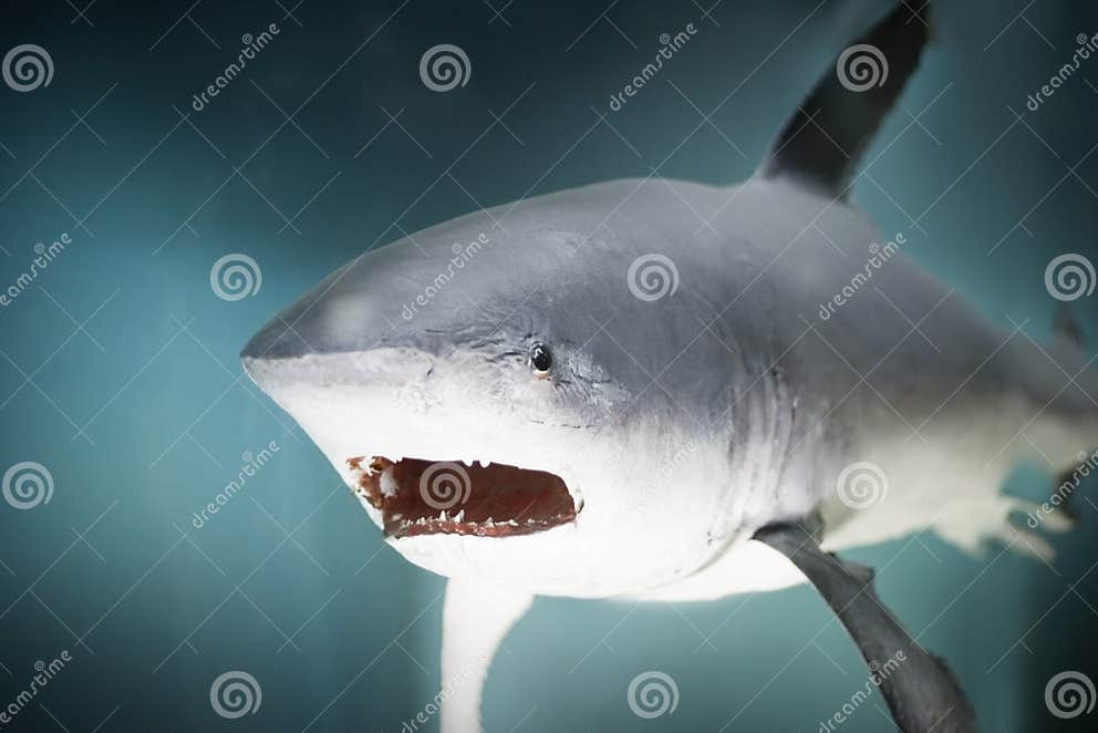 Haifisch stockbild. Bild von haifische, tauchen, sturzflug - 6018973