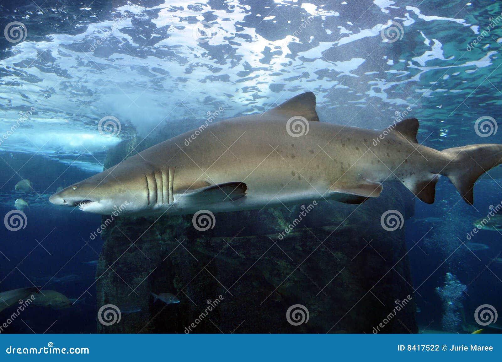 Haifisch Bild. Bild: 8417522