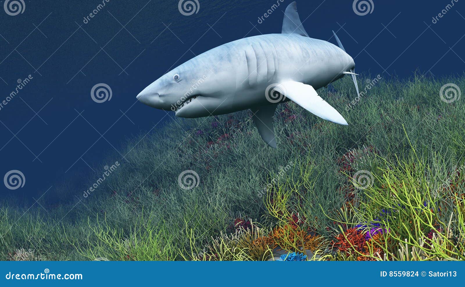 Haifisch Bild. Bild: 8559824