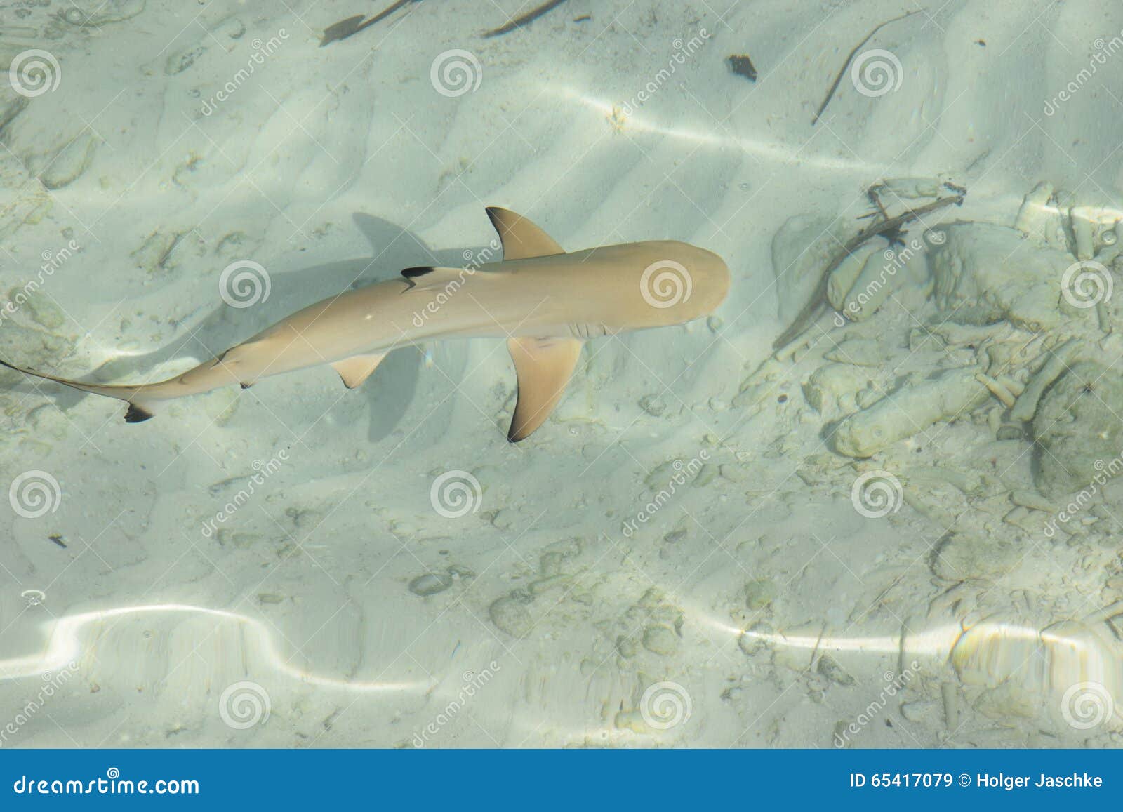 109 Haifisch Baby Fotos - Kostenlose und Royalty-Free Stock-Fotos von ...