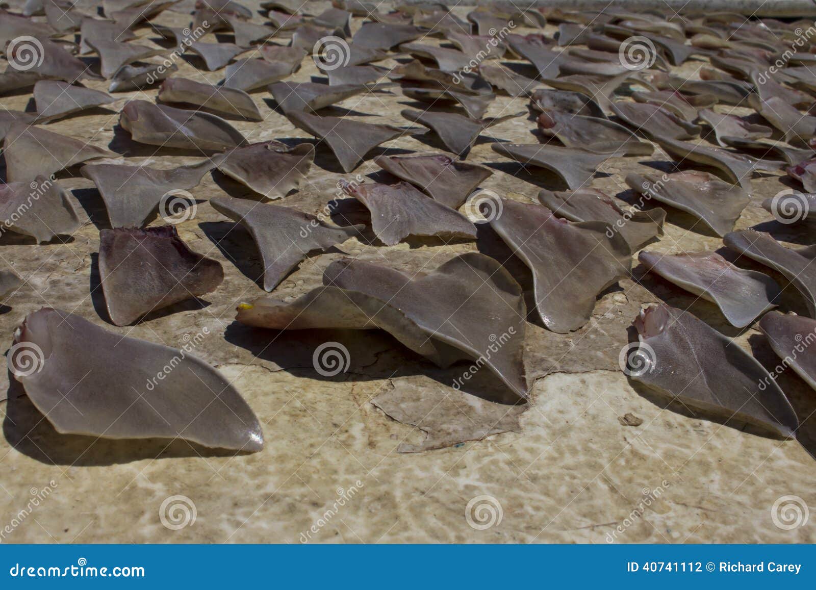 Haifisch-Flossen stockfoto. Bild von flossen, porzellan - 40741112