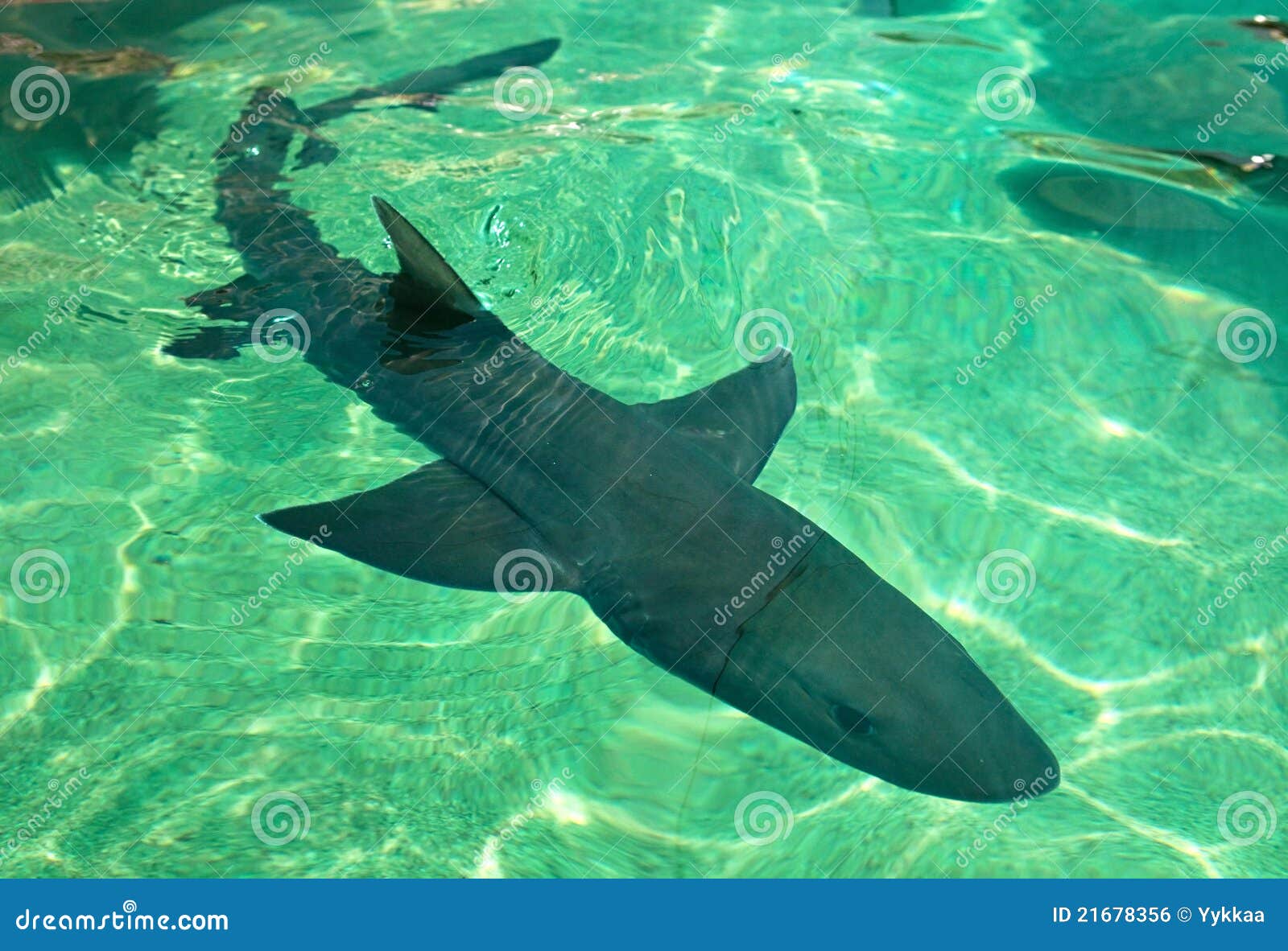 Haifisch im Aquarium stockfoto. Bild von marinesoldat - 21678356