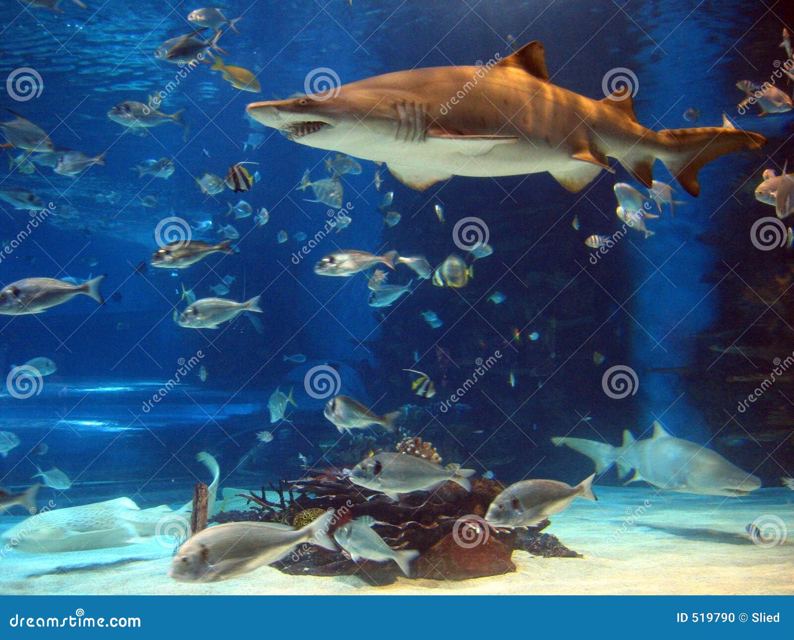 Haifisch im Aquarium stockfoto. Bild von schwimmen, becken - 519790