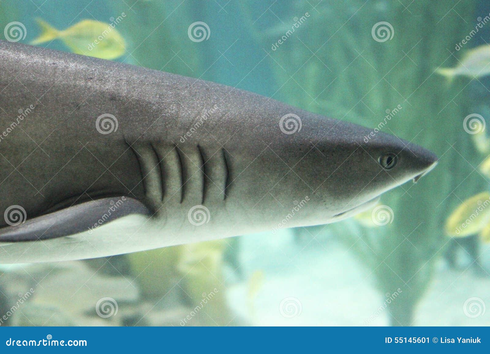 Haifisch im Aquarium stockbild. Bild von haifisch, grau - 55145601