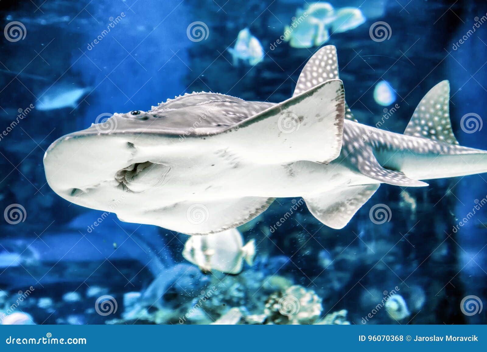 Haifisch Im Aquarium - Tropicarium, Budapest Stockfoto - Bild von blau ...