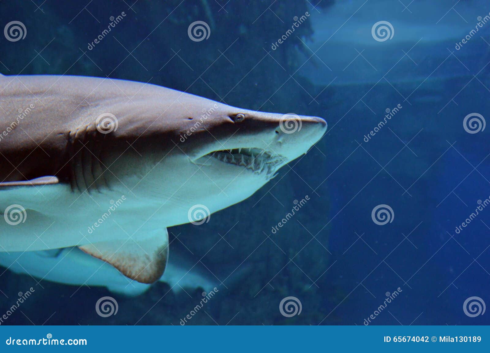 Haifisch Mit Geöffnetem Mund Stockfoto - Bild von fauna, nave: 65674042