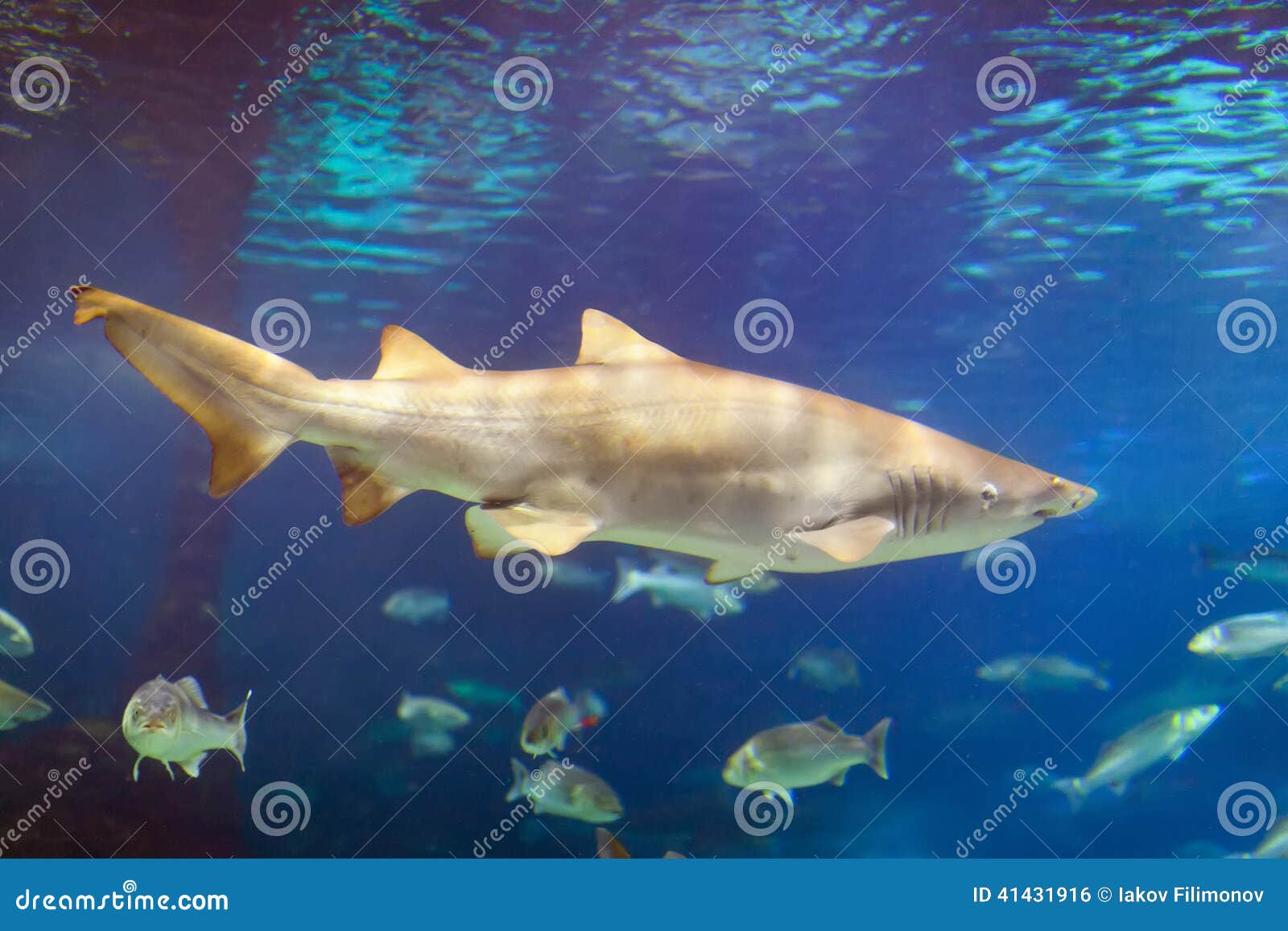 Haifisch Unter Den Kleinen Fischen Stockfoto - Bild von tropisch ...