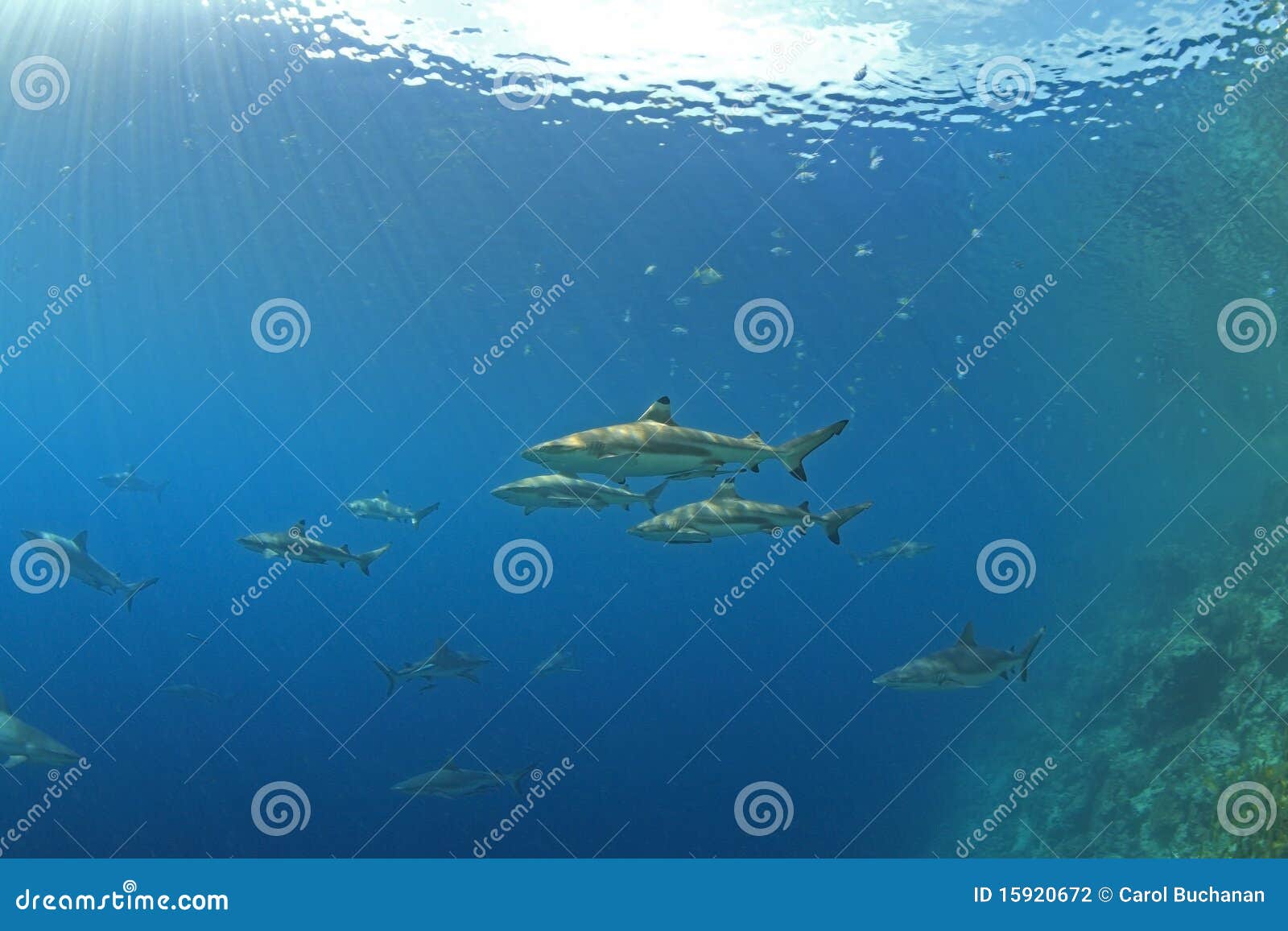 Haifische stockfoto. Bild von haifisch, schule, schulen - 15920672