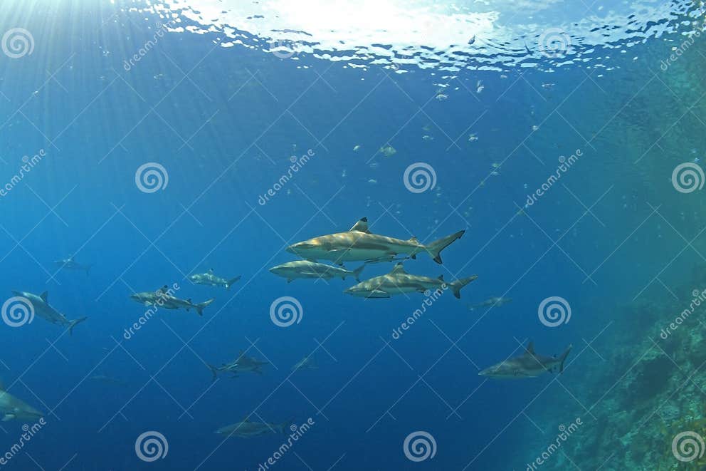 Haifische stockfoto. Bild von haifisch, schule, schulen - 15920672