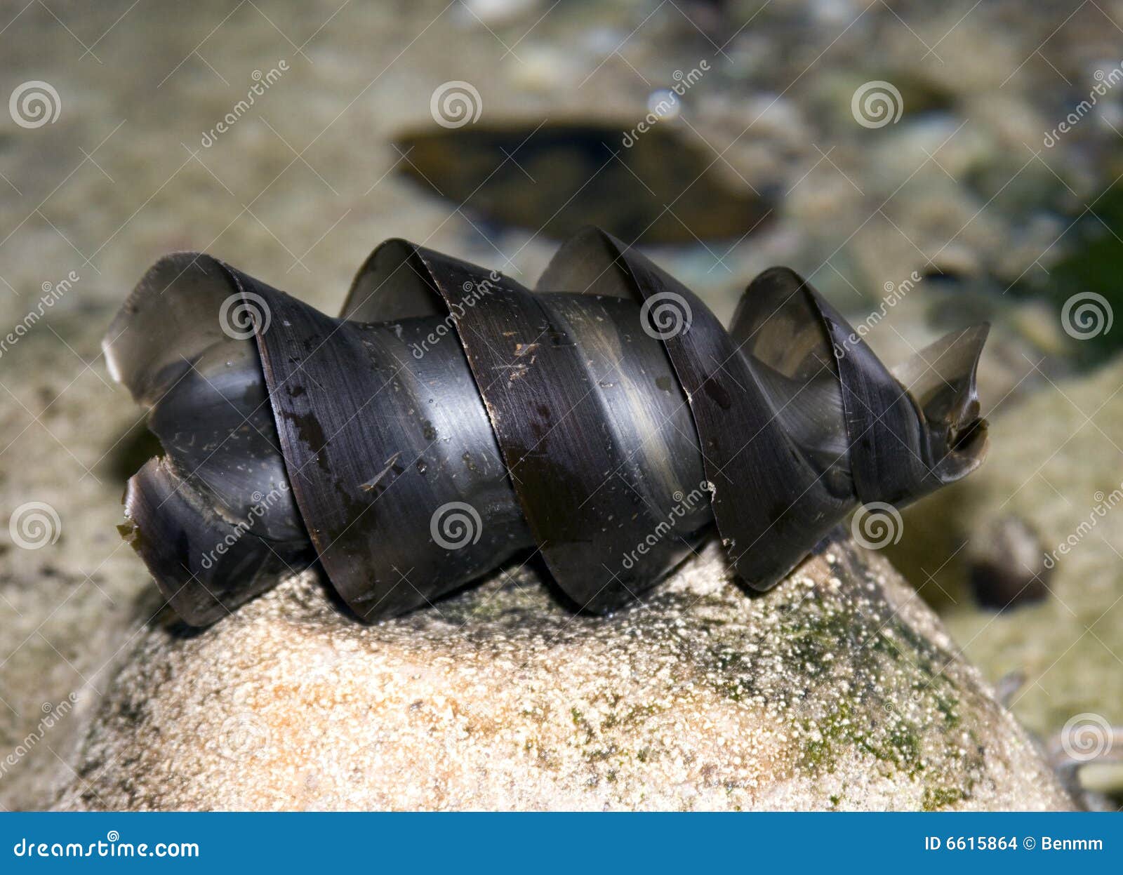 Haifischei stockfoto. Bild von mittelmeer, erkunden, blau - 6615864