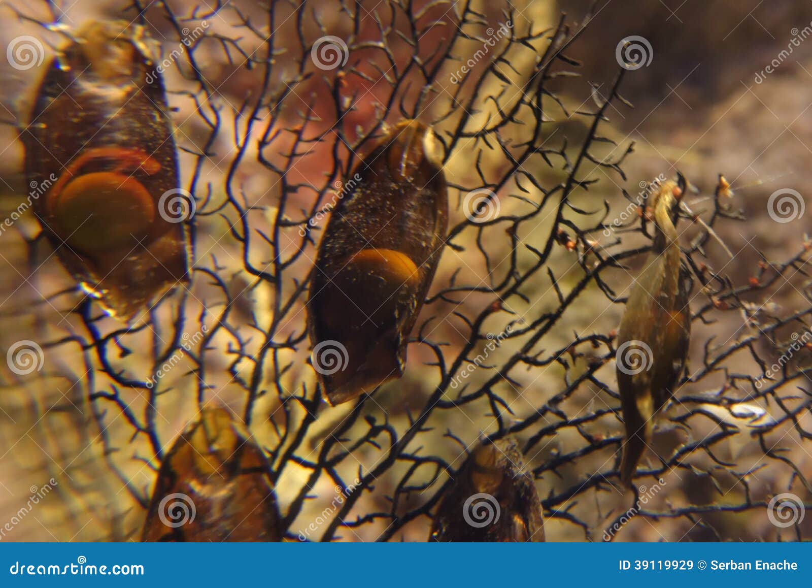 Haifischeier stockbild. Bild von meerwasser, teufel, leben - 39119929