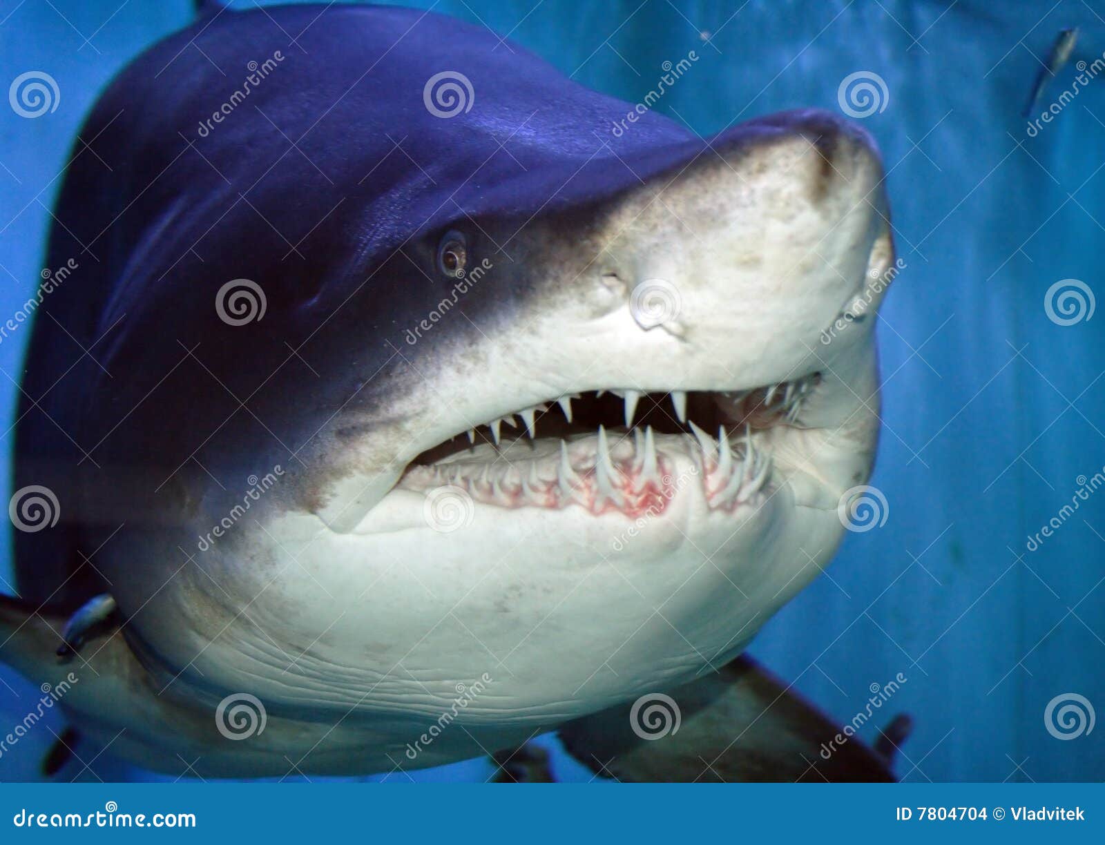 Haifischkopf stockfoto. Bild von aquarium, grau, blau - 7804704