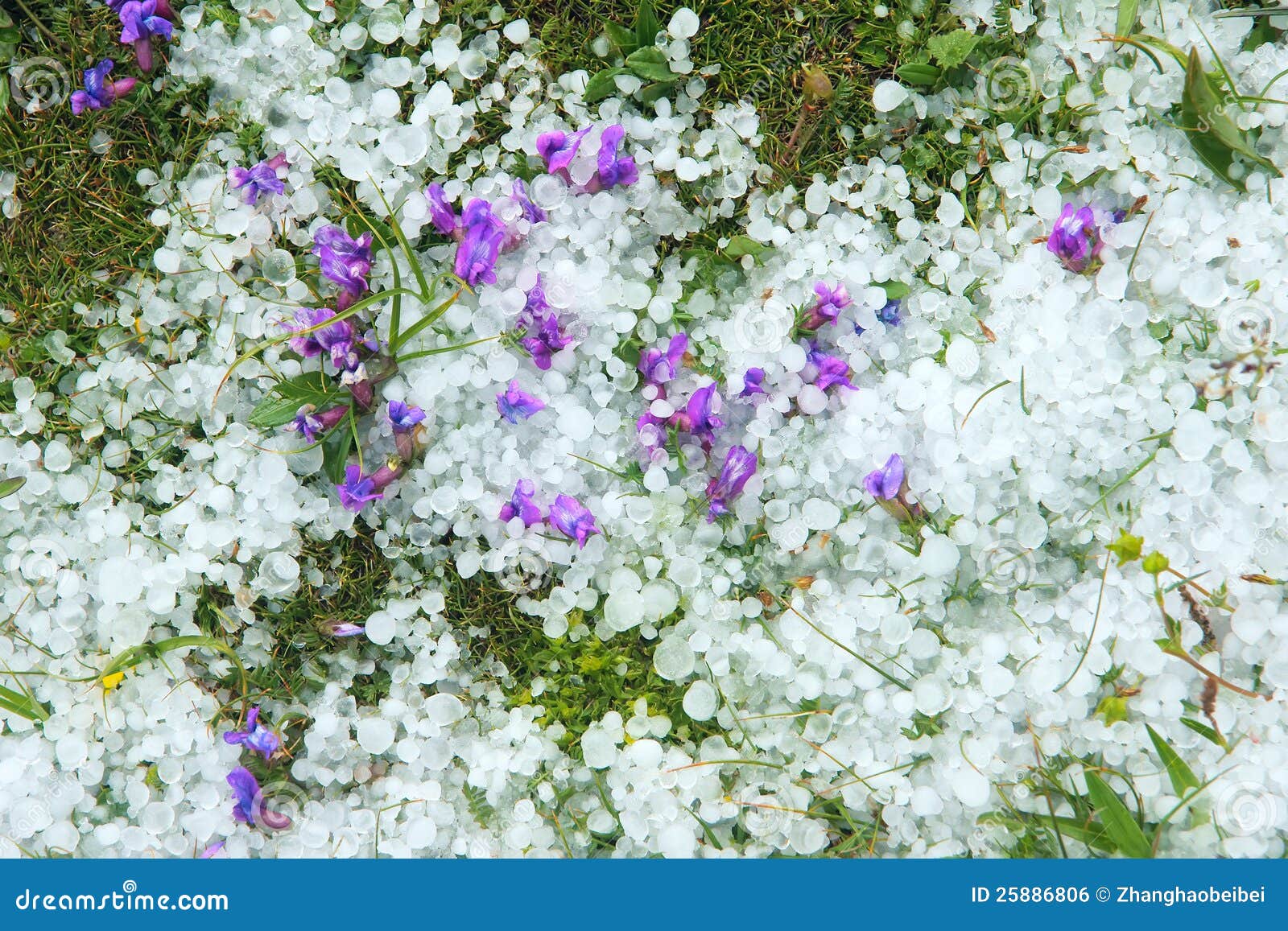 Hail stock photo. Image of green, flower, nature, purple - 25886806
