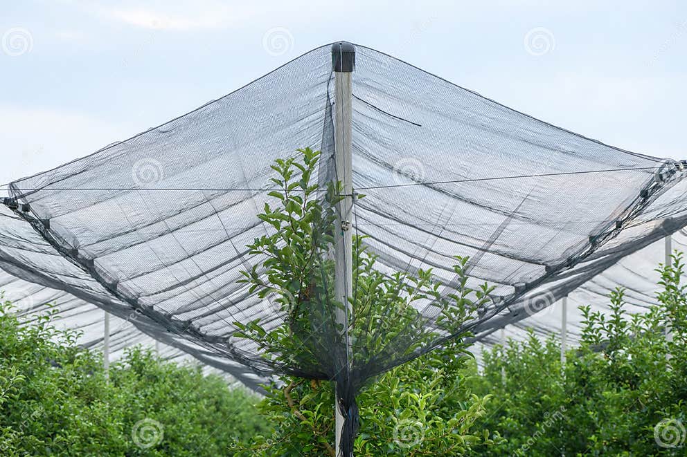 Hail and Bird Protective Netting in Apple Fruit Tree Orchard in Spring ...