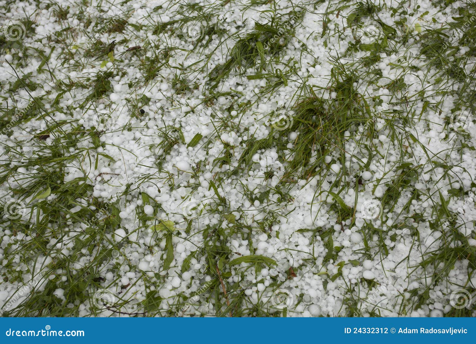 Hail cower green grass stock photo. Image of cold, damage - 24332312