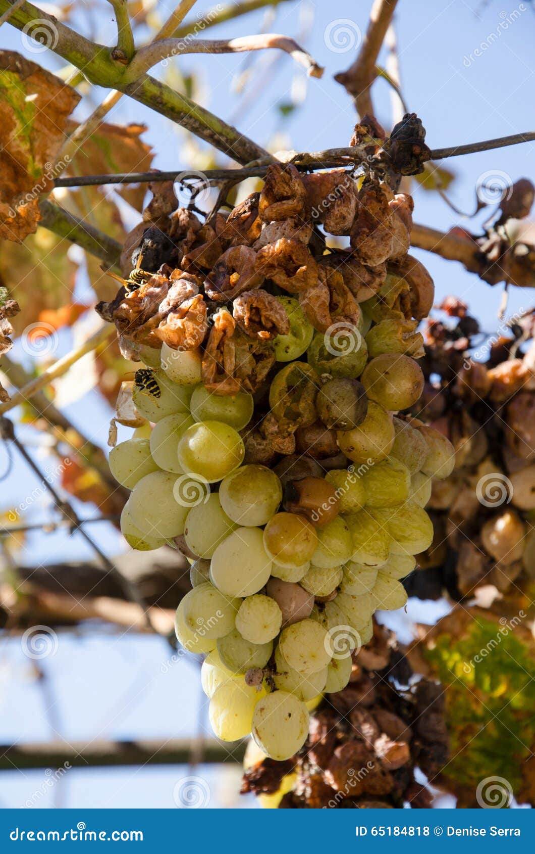 Hail Damage on Bunch of Grape Stock Photo - Image of outdoors, green ...