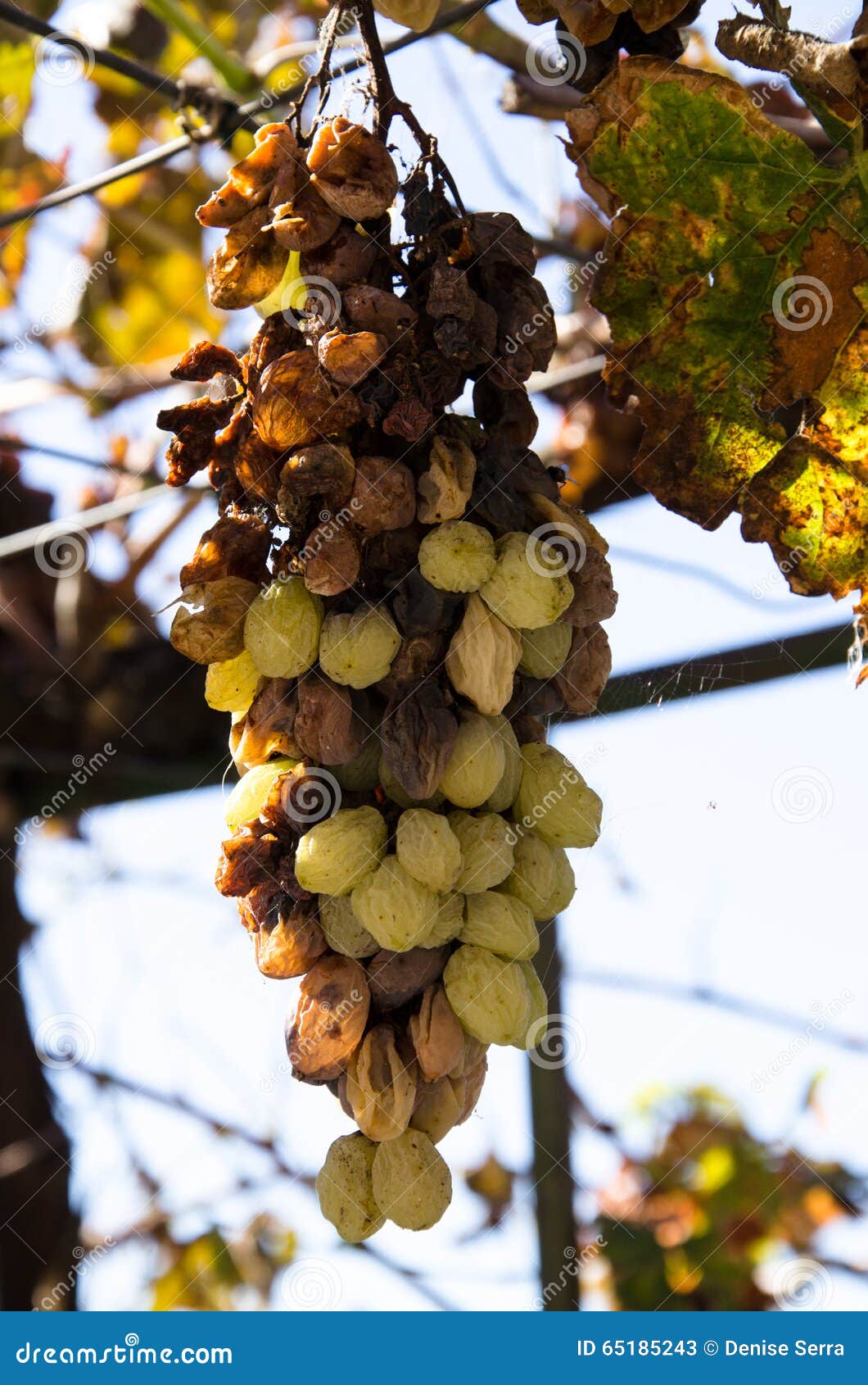 Hail Damage on Bunch of Grape Stock Image - Image of field, insurance ...