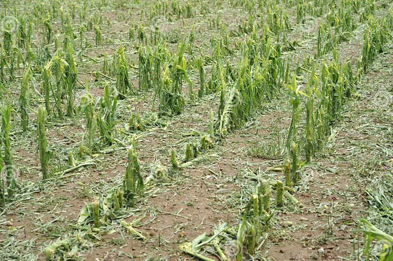 Hail damage on maize stock image. Image of weather, storm - 20144867