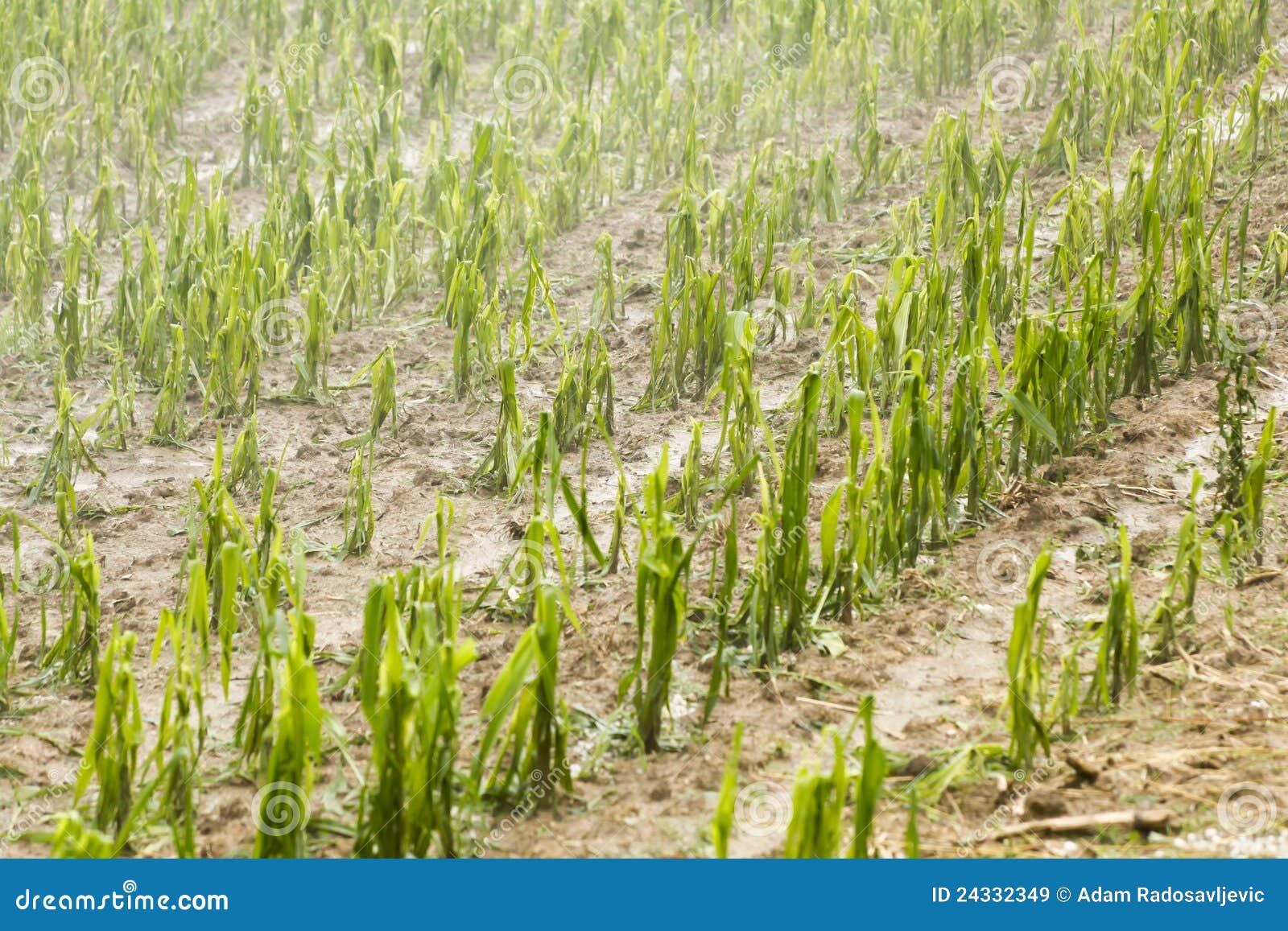 Hail Damaged Corn Field - Storm Disaster Stock Image - Image of hail ...