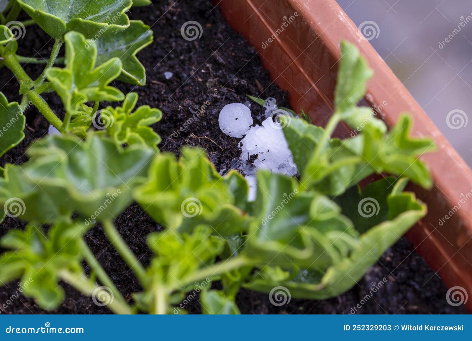 Hail Falls on Small Plants in Pots and in the Ground during Hot Summer ...