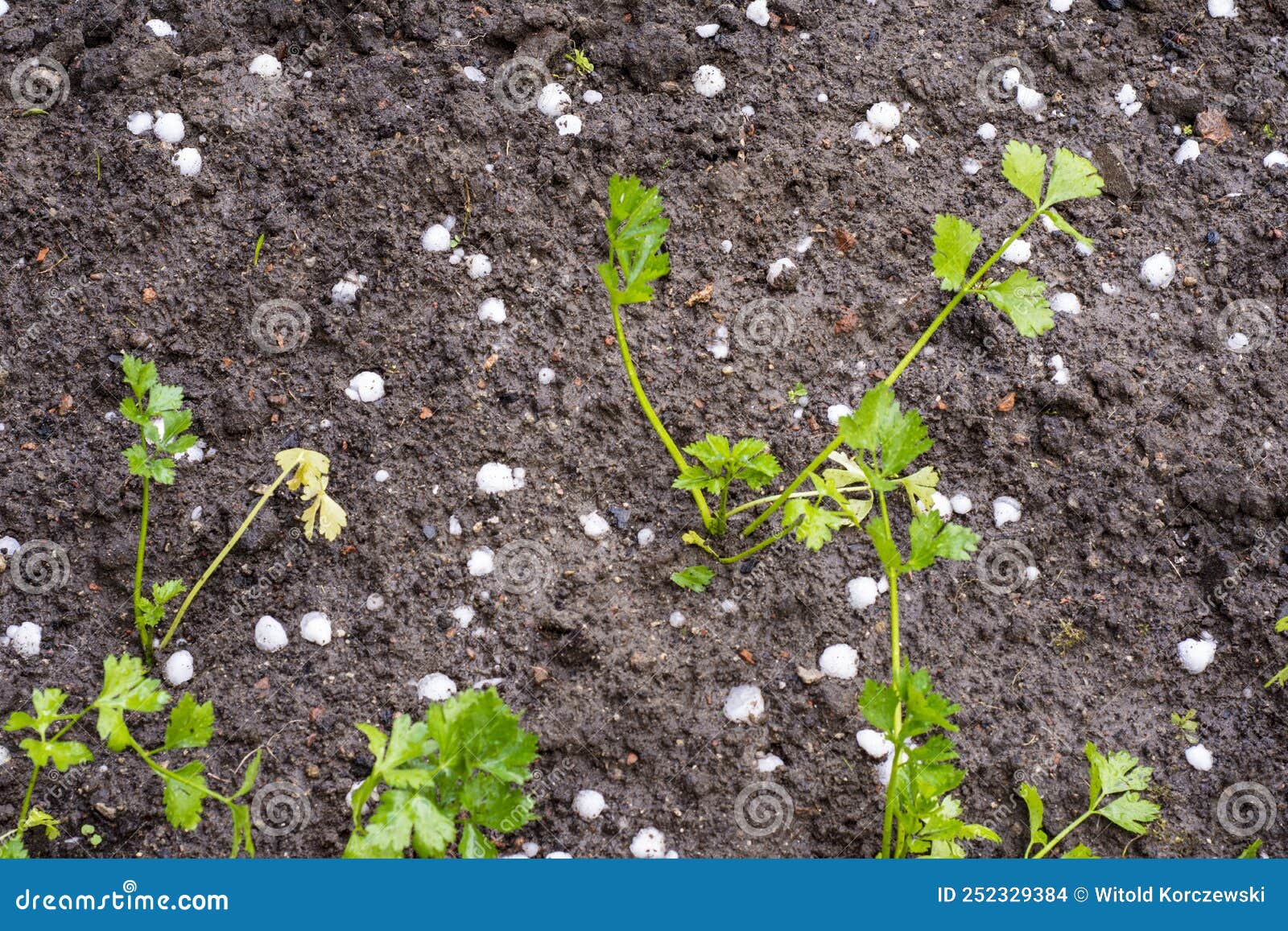 Hail Falls on Small Plants in Pots and in the Ground during Hot Summer ...