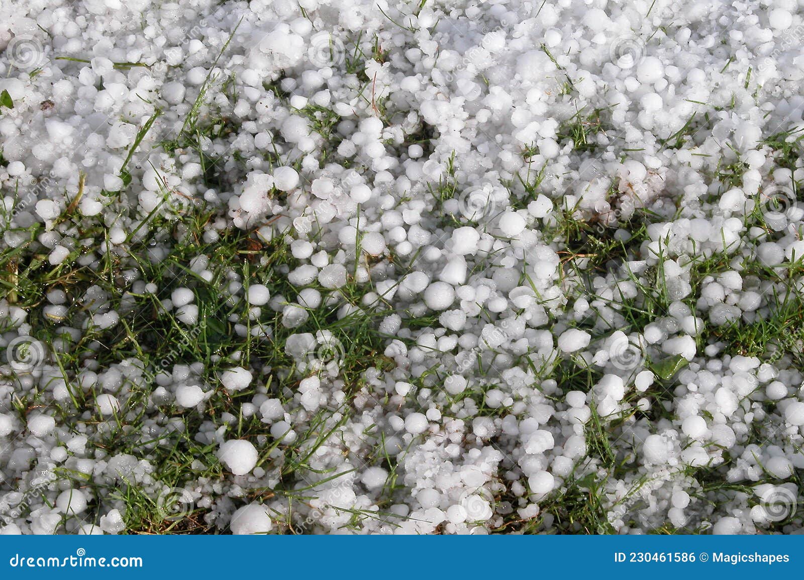 Hail in a Garden after Hailstorm Stock Photo - Image of freshness ...