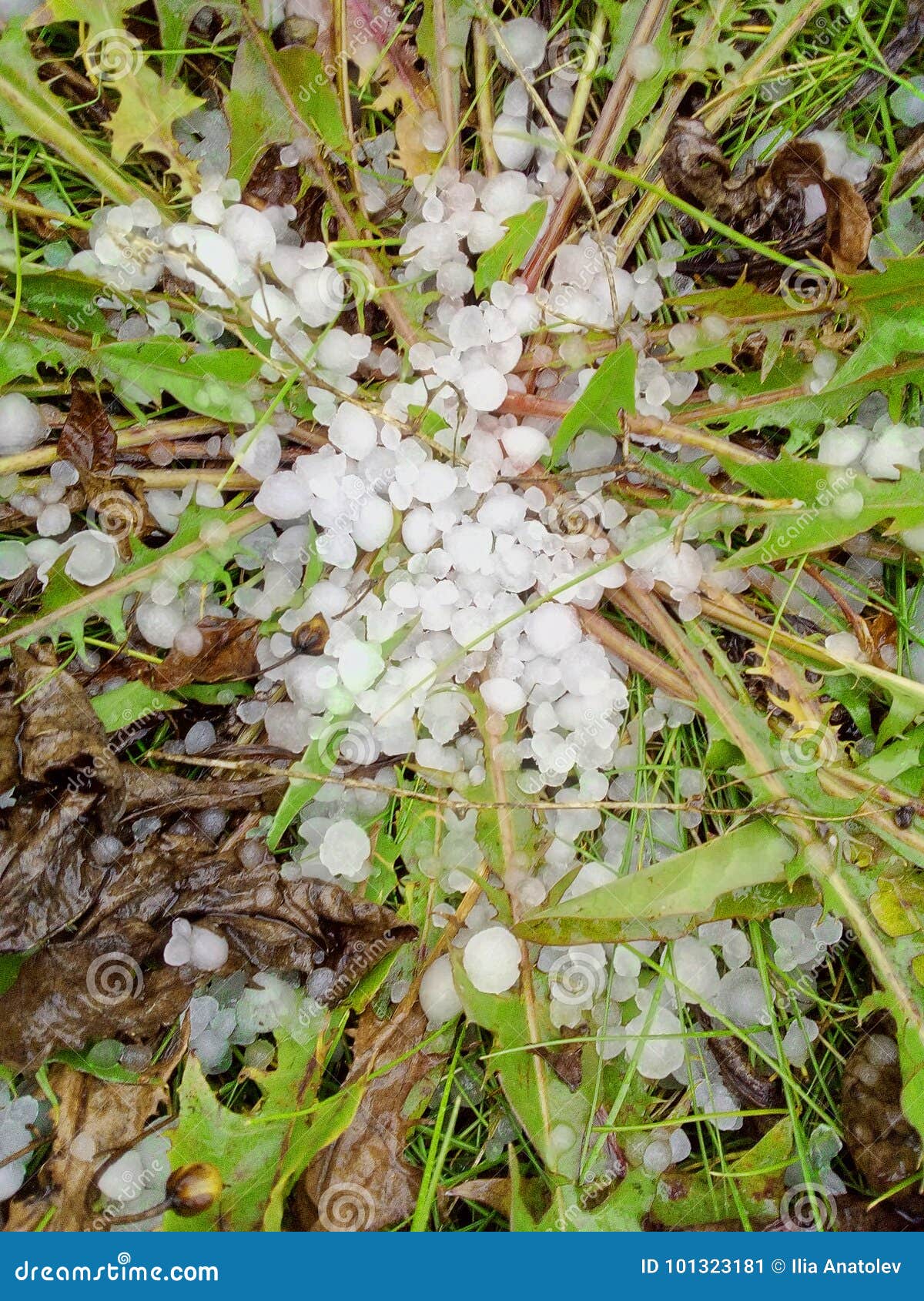 Hail in the Grass, Green Grass Covered with Hail Stock Image - Image of ...