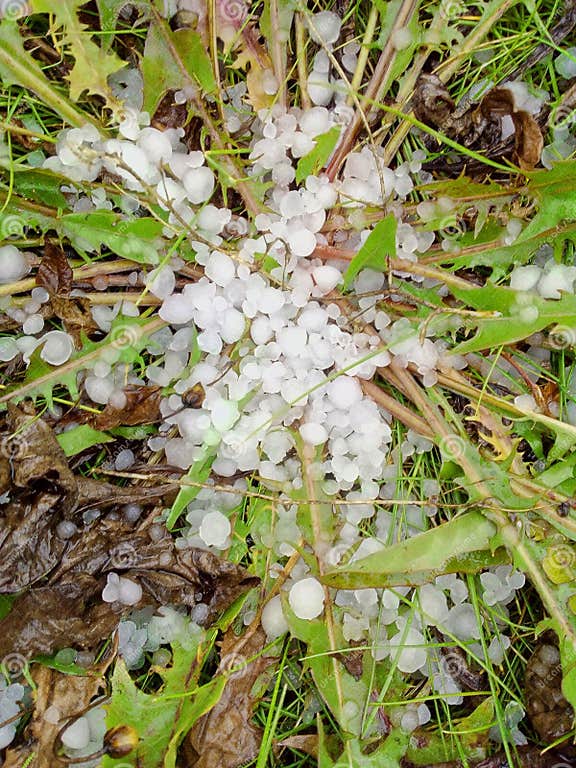 Hail in the Grass, Green Grass Covered with Hail Stock Image - Image of ...
