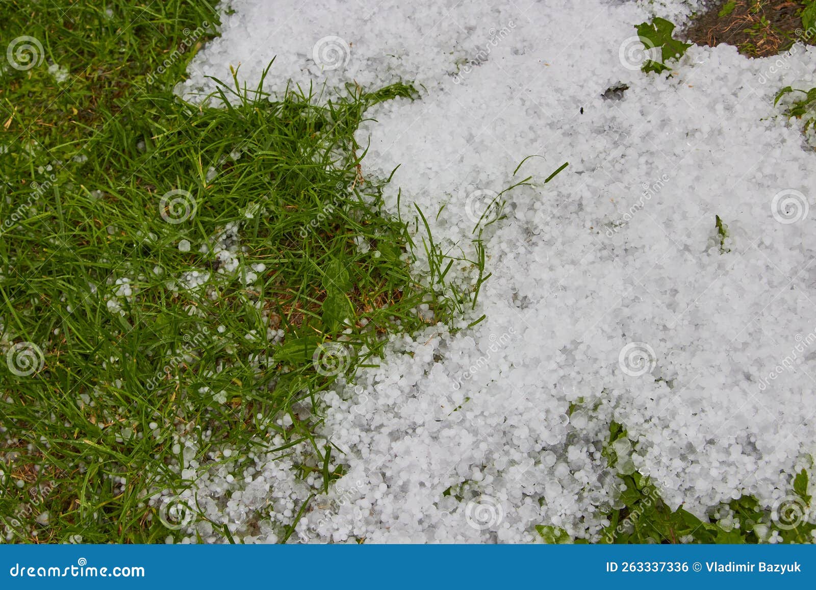 Hail on the Grass,ice Balls of Hail after a Thunderstorm in Summer ...