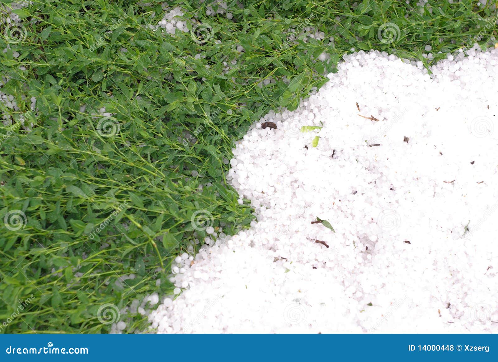 Hail and green grass stock photo. Image of disaster, hail - 14000448