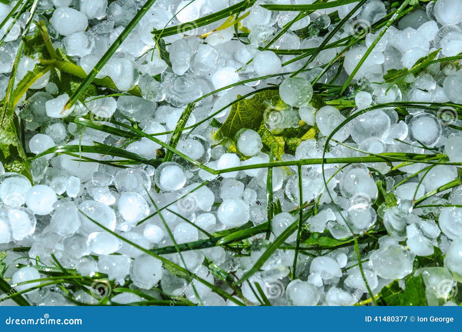 Hail Damage in Grass after a Heavy Storm Stock Image - Image of frost ...