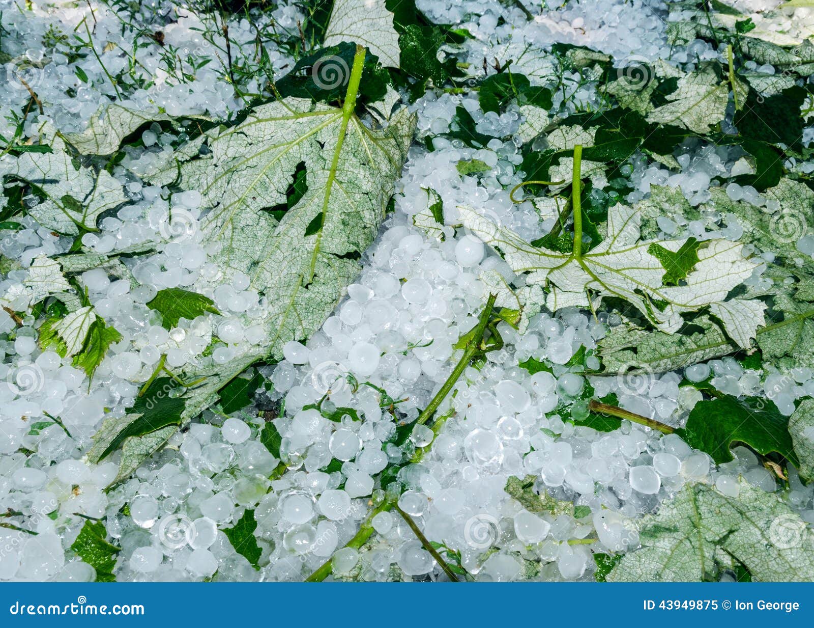 Hail ice balls in grass stock image. Image of nature - 43949875
