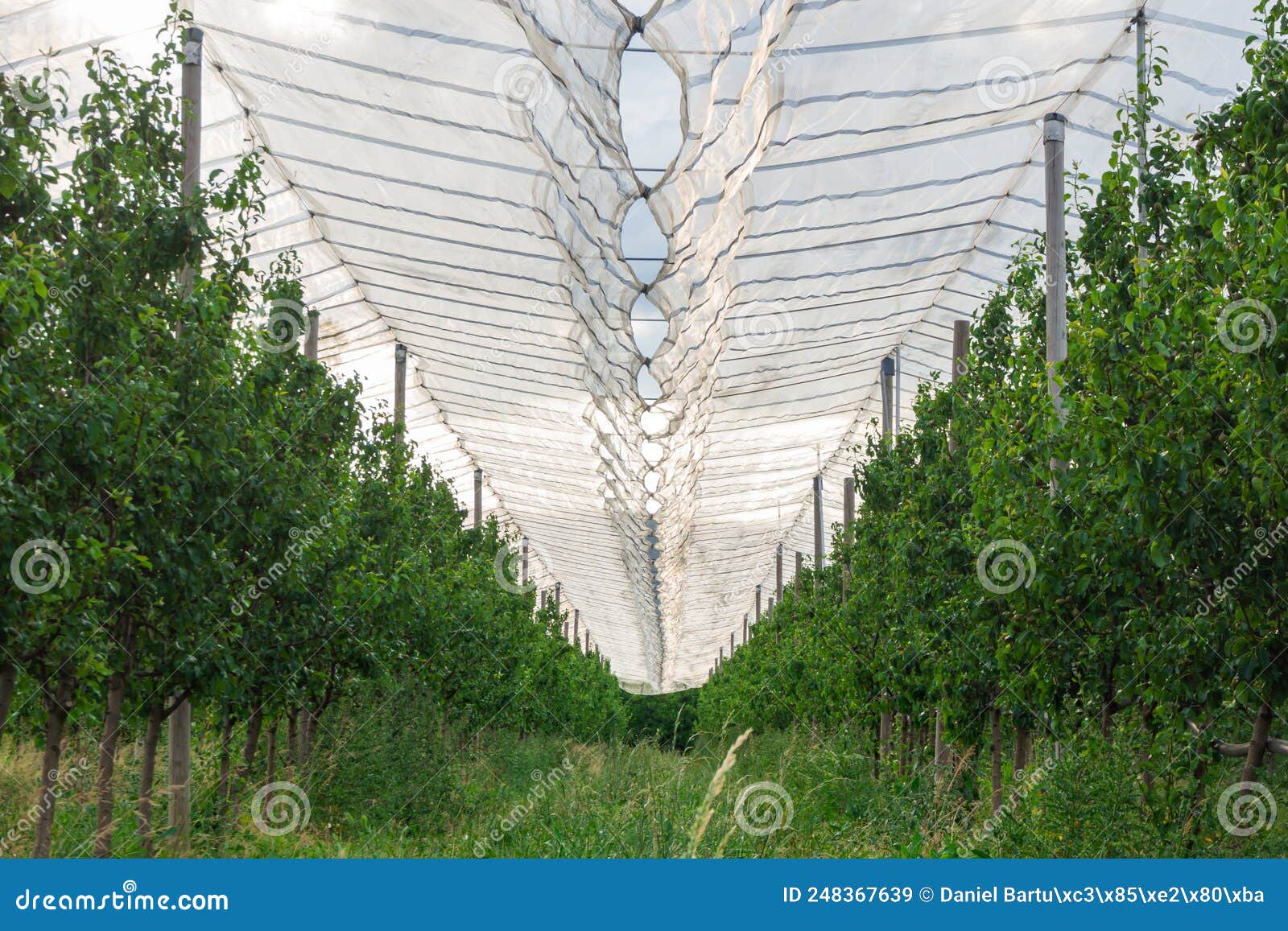 Hail Net Over Apple Trees in France ( Drome ) Stock Image - Image of ...