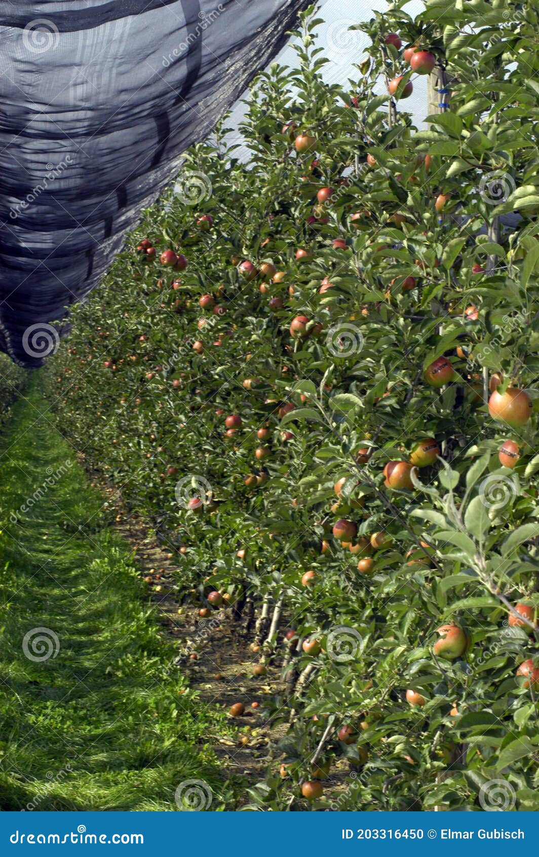 Hail Protection in Fruit Growing Stock Photo - Image of global, budget ...