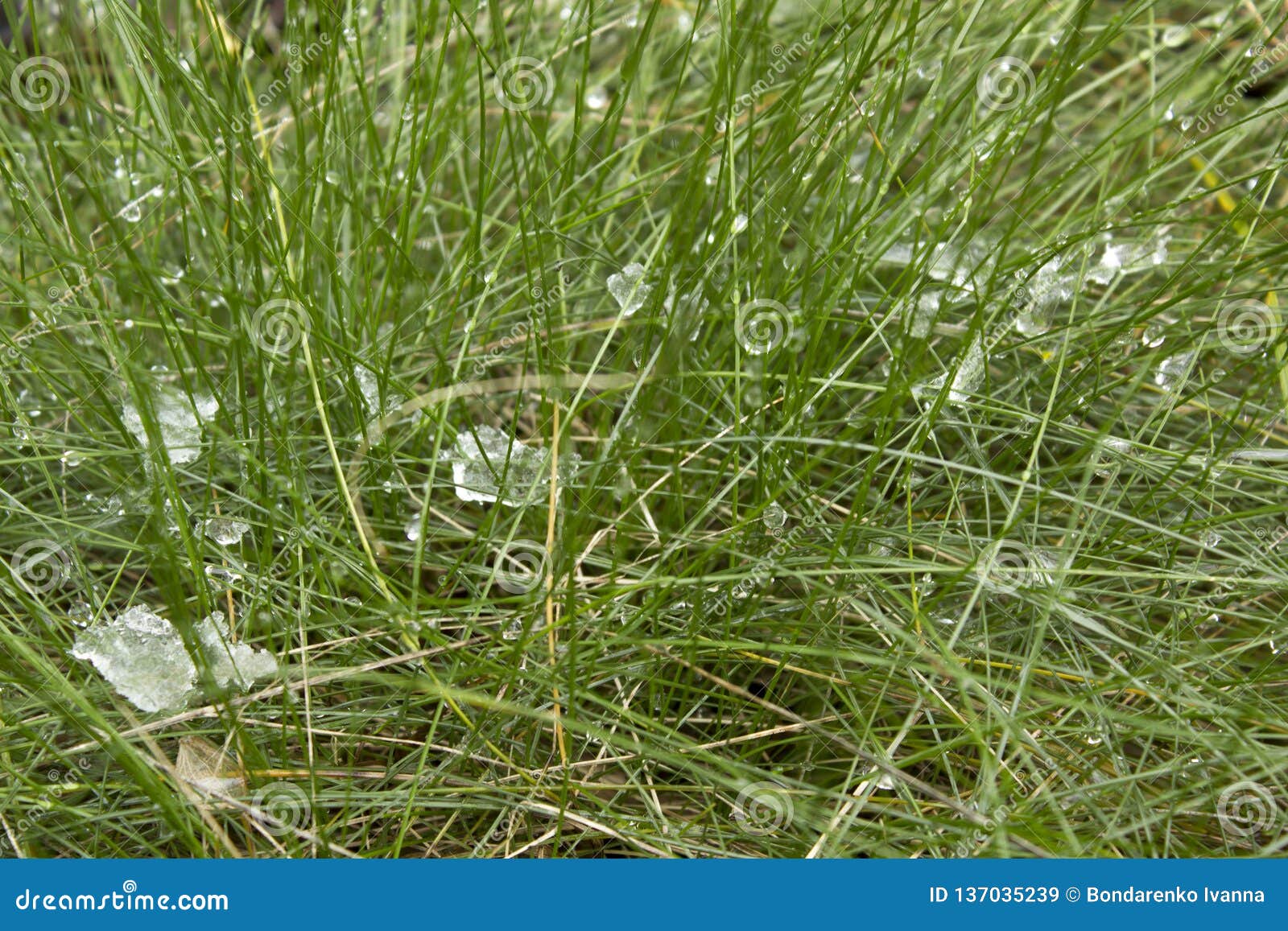 Hail or Snow Pieces on a First Grass in Spring Stock Image - Image of ...
