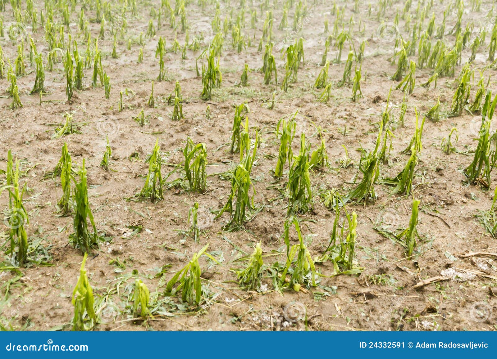 Hail Storm Damaged Corn Field - Storm Disaster Stock Image - Image of ...