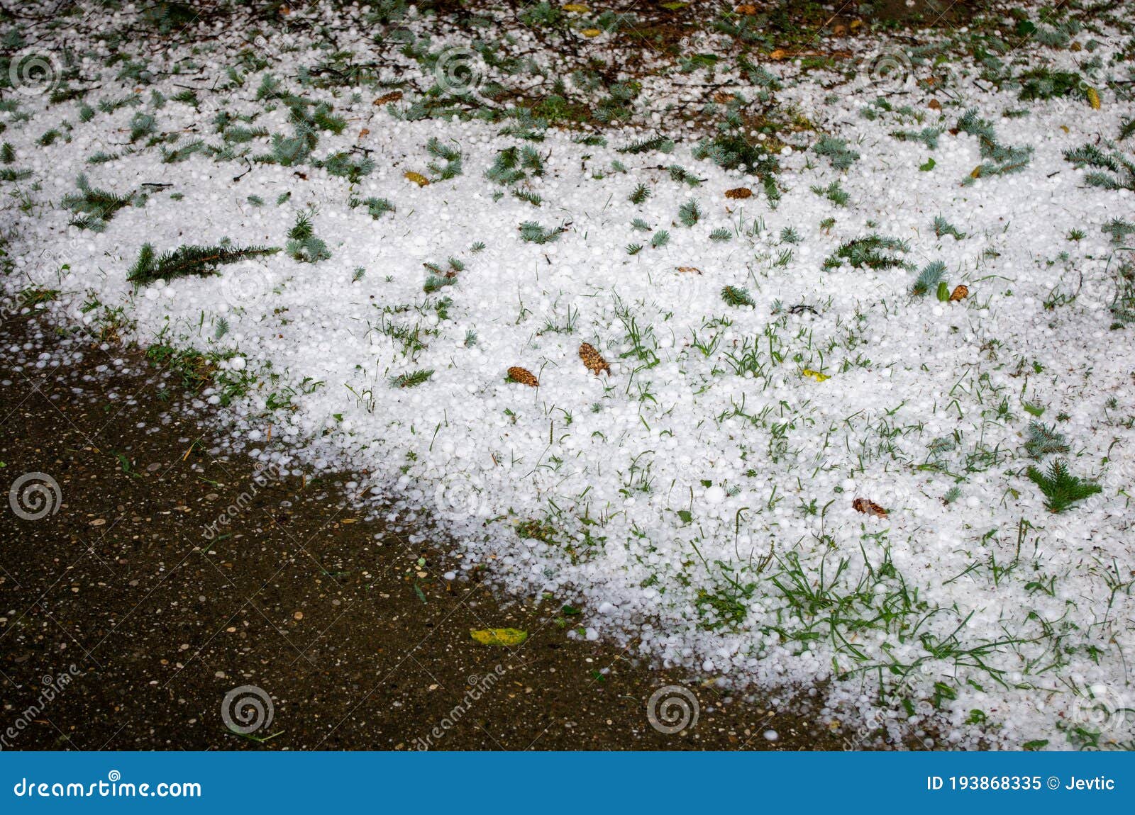 Hail Storm Damaging Trees in Garden Stock Image - Image of hailstorm ...