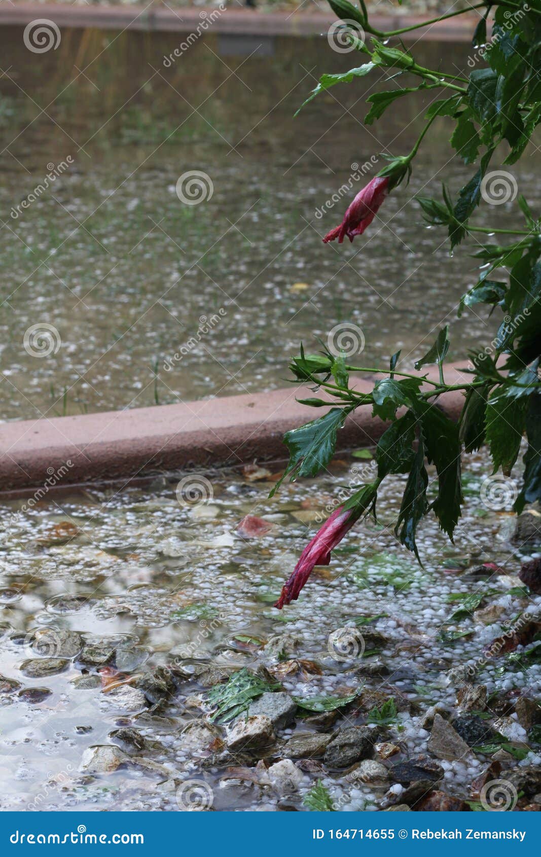 Hail Storm Hibiscus Bush 4480 Stock Image - Image of fushcia, arid ...