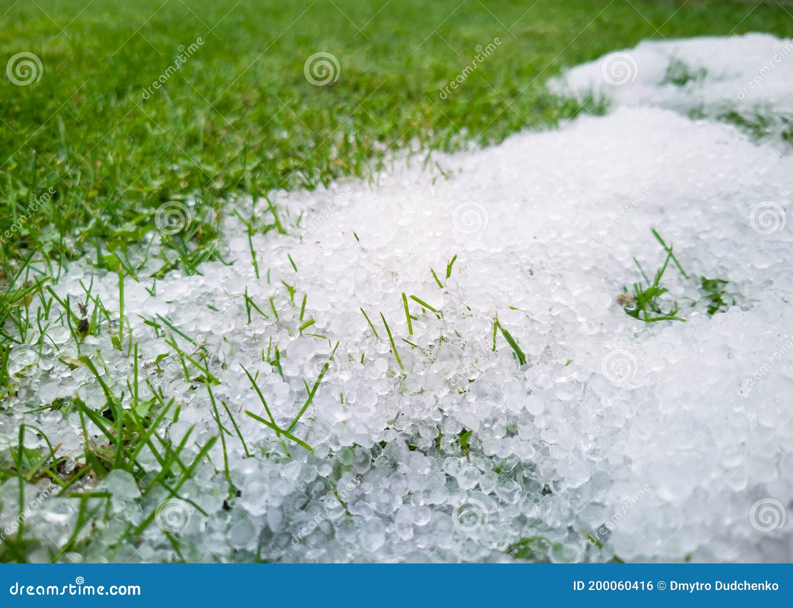 Hail after the Storm Lies on the Grass in the Garden.Climate Change ...